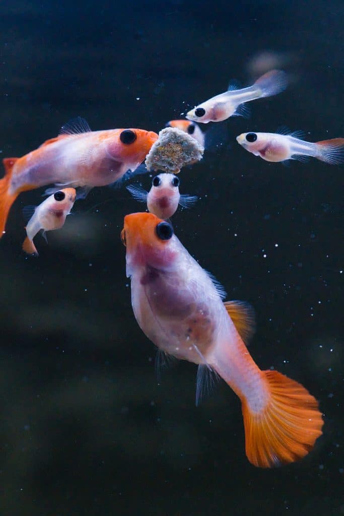 Buy Wild Red Glass Belly Koi Guppy - Fast Delivery Australia